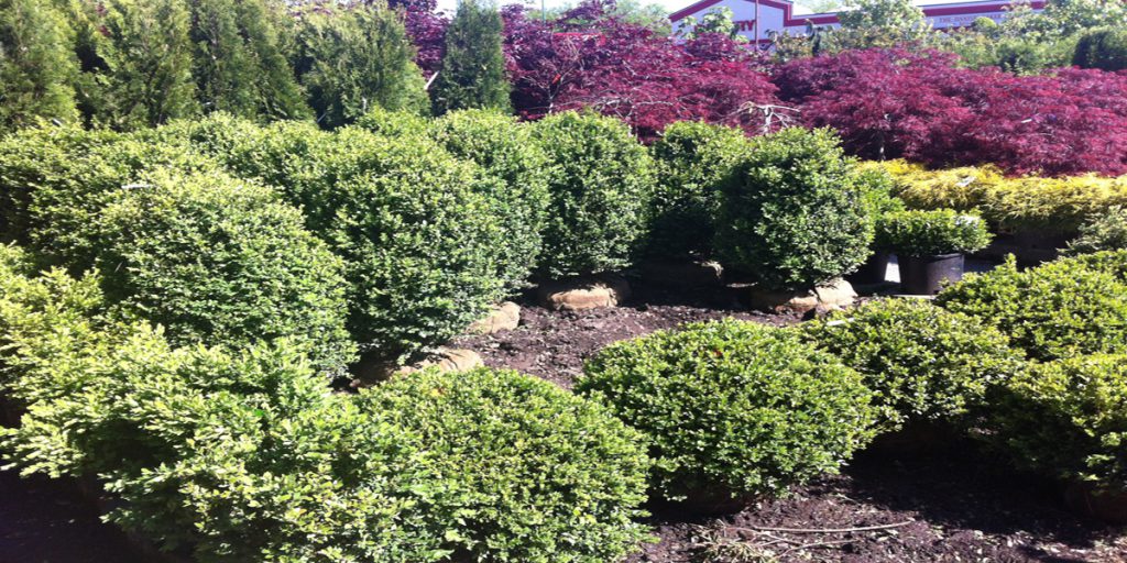 Trees and Shrubs - Farmers Market Garden Center